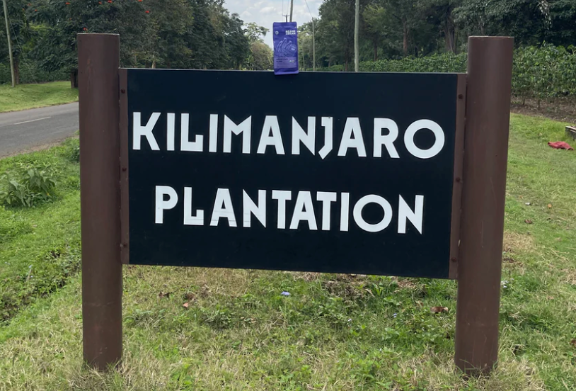 Everything you need to know about Tanzania Kilimanjaro Peaberry Coffee ...